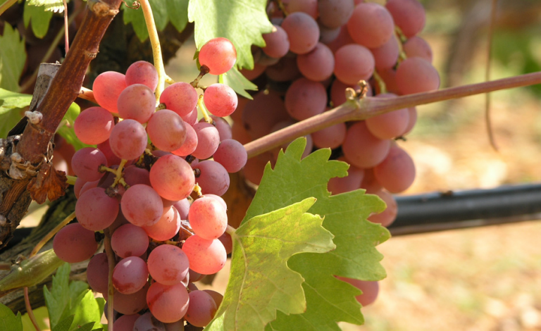 Roditis - The Greek Wine shop